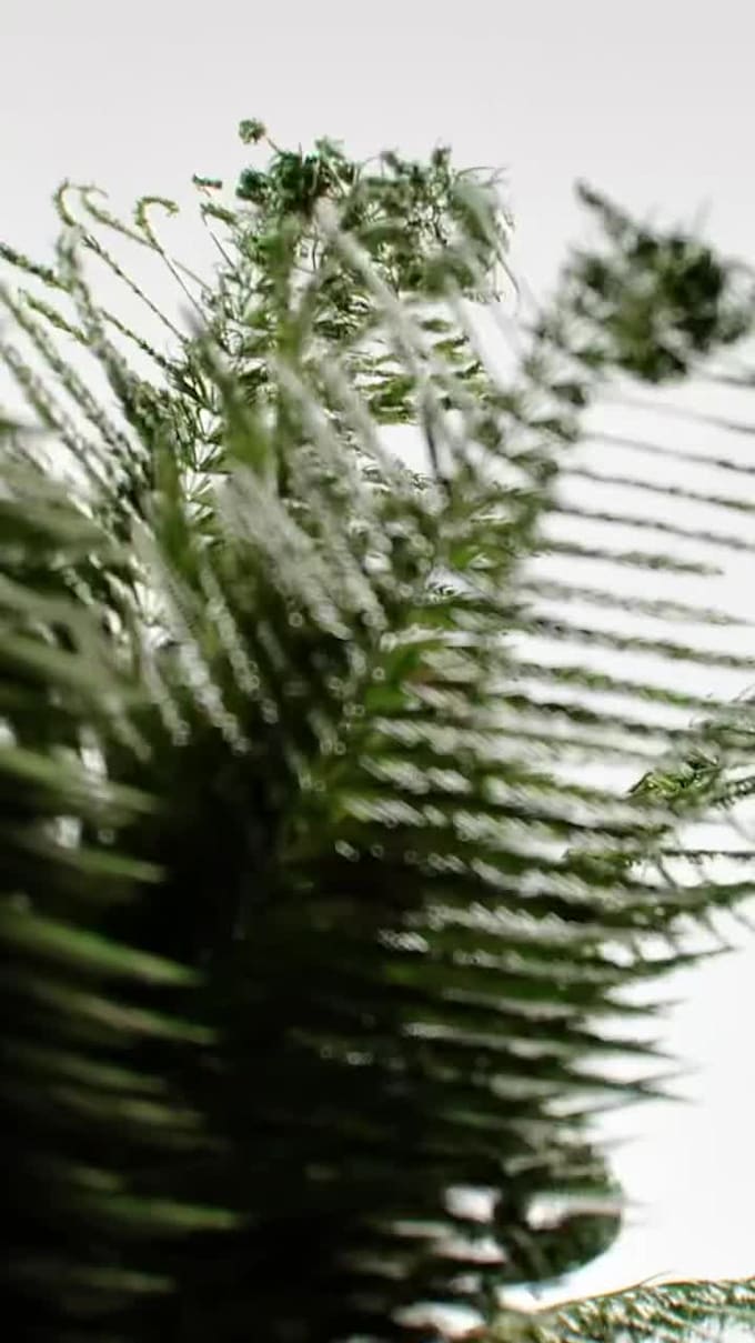 Do 3d plant vfx 3d flower animation 3d flower design 3d plant animation ...