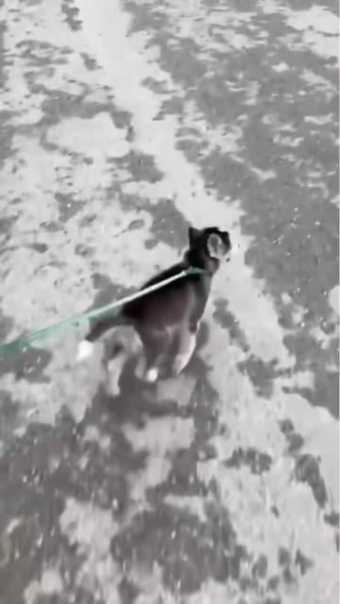 Edit viral videos and reels of your and your pet by Babo_rao | Fiverr