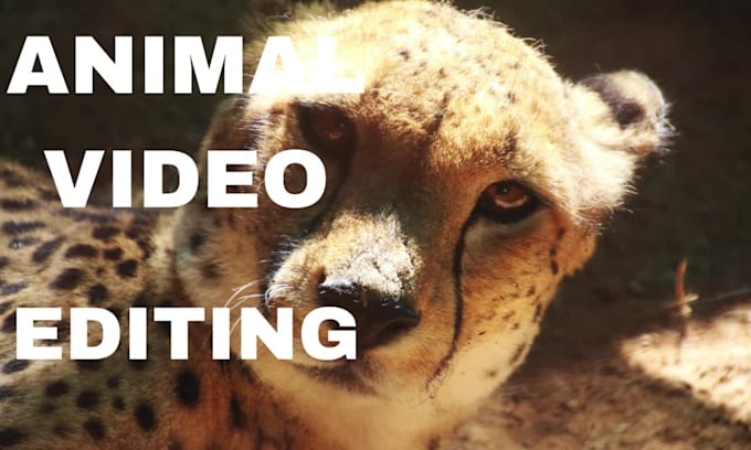 Edit animal video for you by Brian_tee_1 | Fiverr