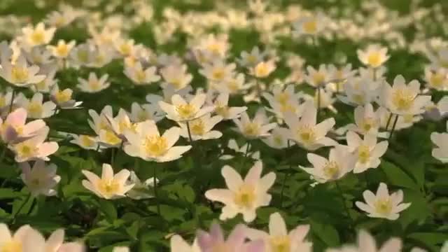 Realistic 3d flower animation, 3d plant, cgi flower design by Sainttel ...