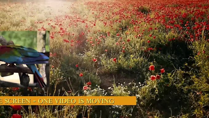 Add double screen, crawling text in professional video by Ifrajaved127 ...