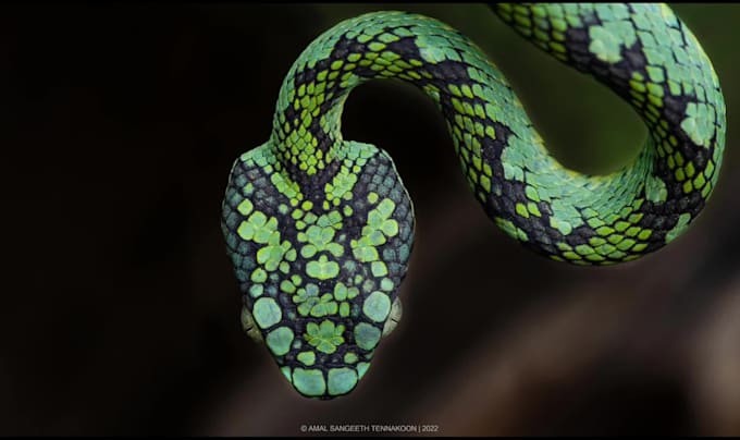 Be your wild unique animal photographer by Nim104 | Fiverr