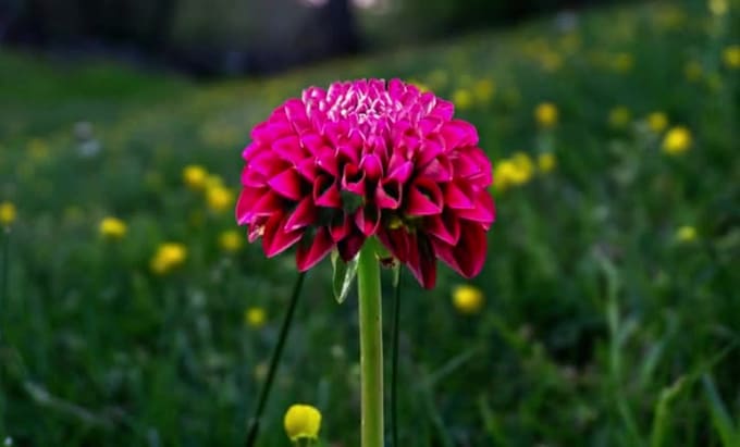 Photorealistic your 3d flower model, 3d flower render with cgi ...