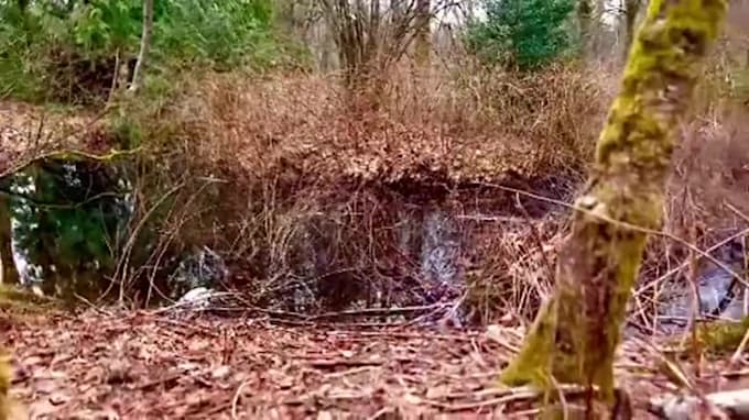 Take photos of nature related images by Gurtej22 | Fiverr