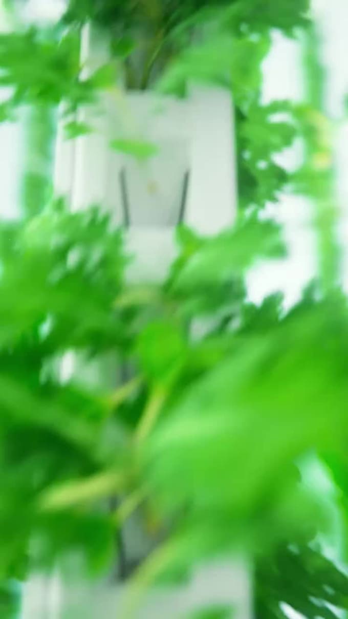 Do 3d flower animation, 3d cgi plant, vfx flower 3d plant simulation ...