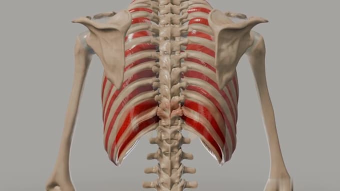 Do detailed 3d skeletal anatomy animation for medical education ...