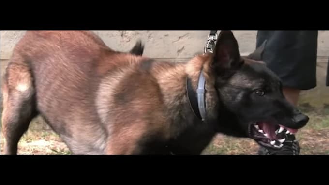 Edit you a fantastic dogs evolution malinois by Master_adamou77 | Fiverr