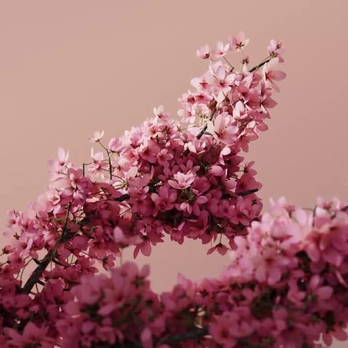 Render realistic 3d plant modelling, 3d plant vfx, 3d flower,vfx plant ...