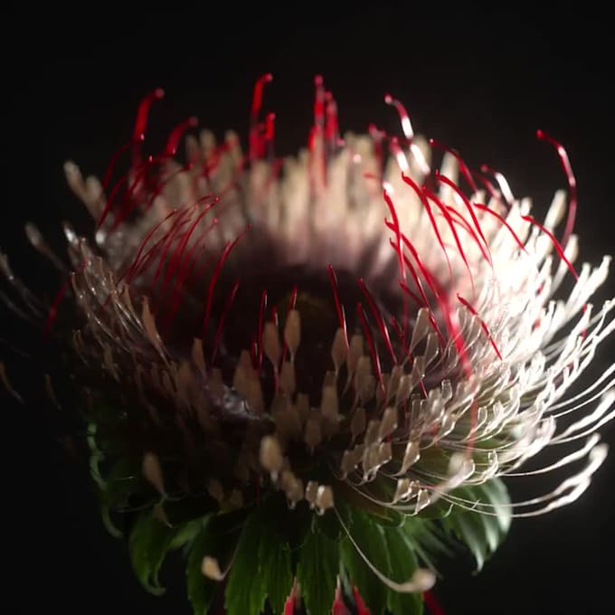 Do 3d flower animation, 3d plant animation, 3d flower model, flower ...