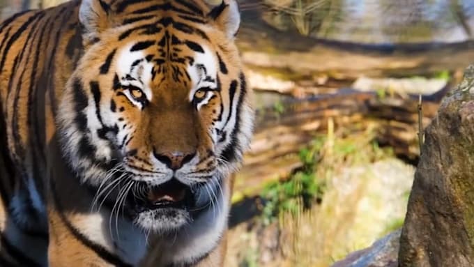 Do 3d animal model, 3d animal rigging, 3d animal animation, cgi vfx by ...