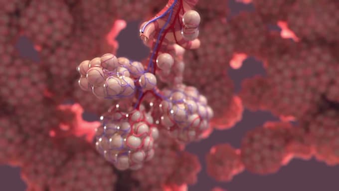 Make 3d medical animation, anatomy visuals, product animation ...