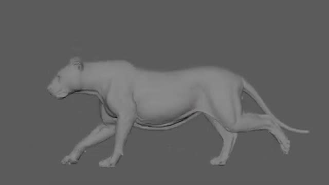 Render a realistic 3d animal model , 3d realistic animal fur, xgen hair ...