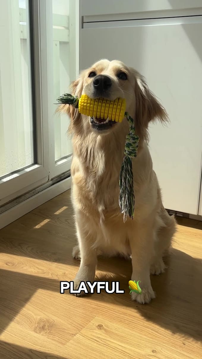 Create ai enhanced ugc content featuring my golden retriever by Kate ...