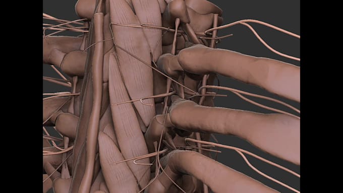 3d anatomy medical health biomedical surgical anatomical illustration ...