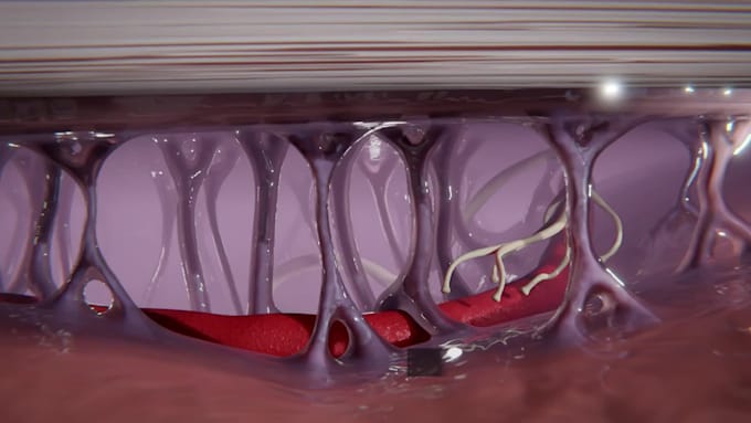 Make 3d instructional video, 3d medical animation for presentation or ...