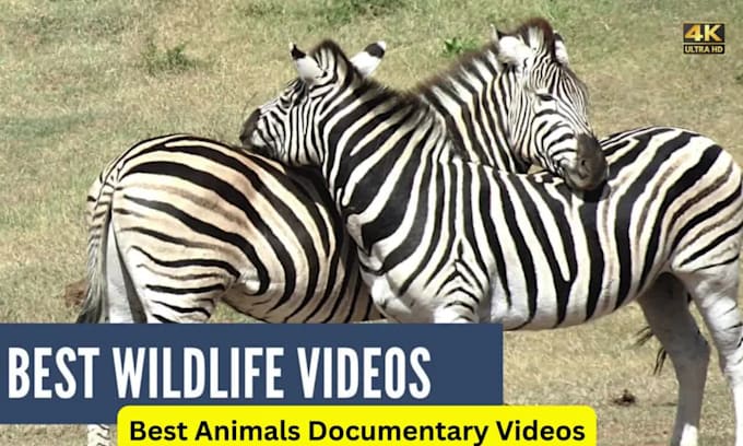 Provide animals documentary videos for youtube copyright free by Gig ...