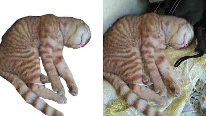 Transform your photos with top notch photoshop editing and background ...