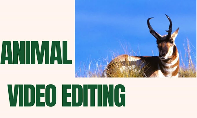 Do animal video editing by Ford_grace | Fiverr