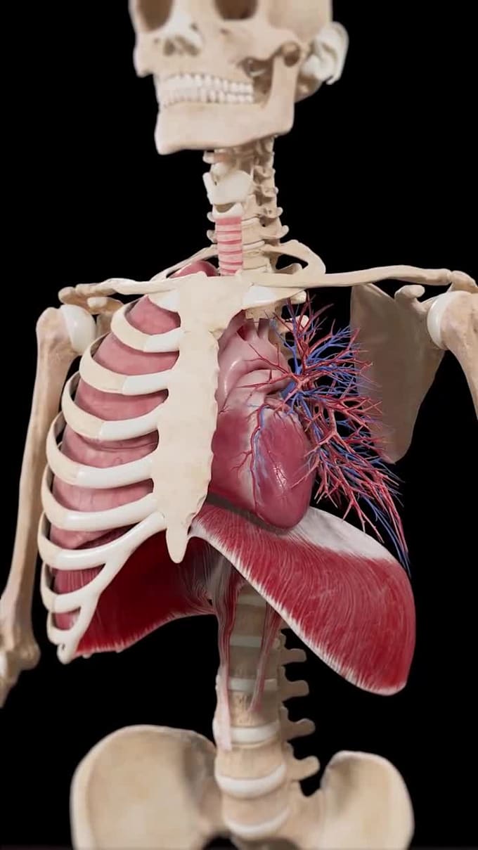 Render 3d medical animation, 3d medical explainer video, 3d equipment ...