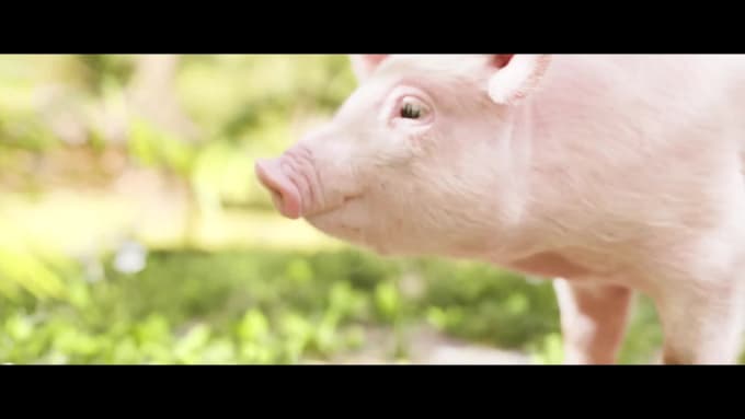 Render 3d cgi c4d animal animation, 3d animal model, 3d cgi animal ...