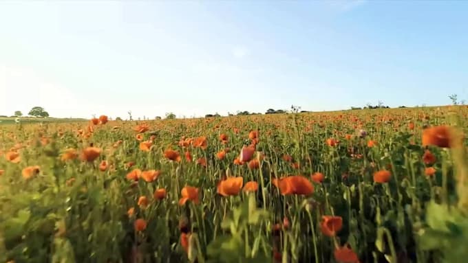 Render realistic 3d flower model, cgi 3d flower animation, 3d flower ...