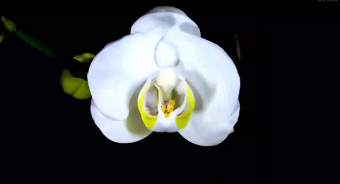 Render realism 3d flower animation, 3d plant design, rose flower design ...
