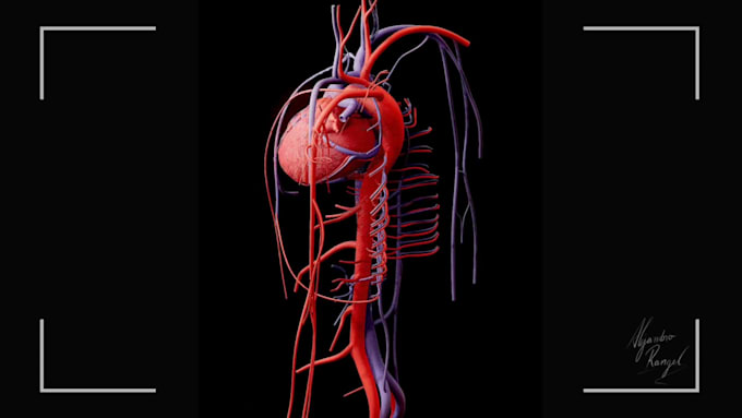 Create a 3d medical model by A1ejandr0 | Fiverr