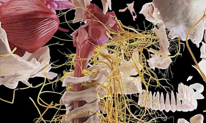 Anatomie médicale animée 2d et 3d, animation vidéo explicative des ...