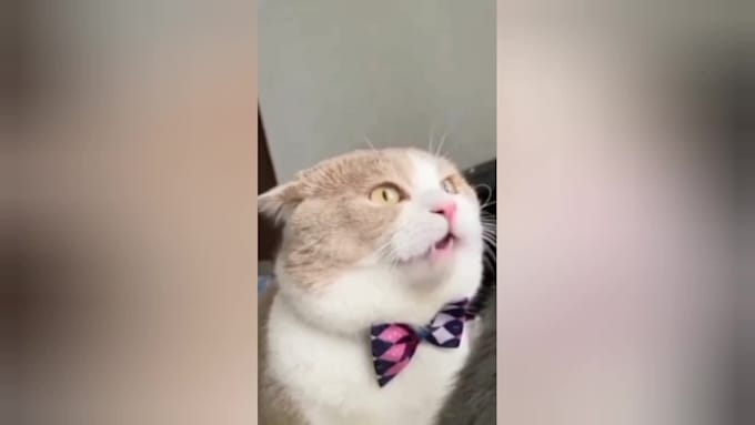 Create funny animal videos and pets compilation within 24 hours by Jack ...