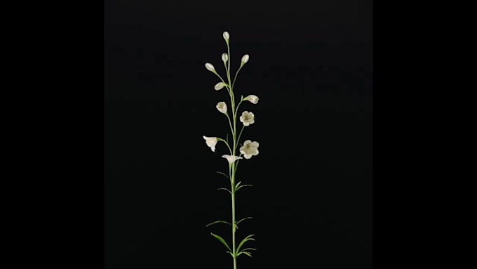 Do realistic 3d flower animation, 3d flower model, cgi flower plant by ...