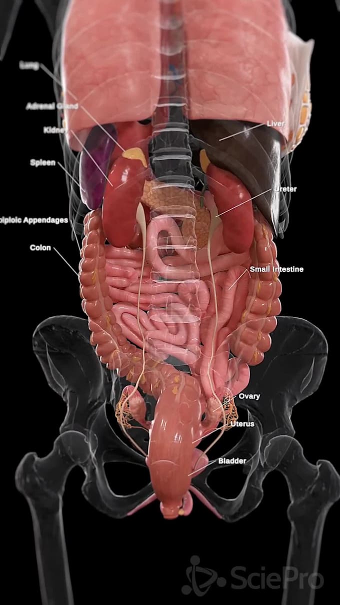 Create immersive 3d medical animation, surgery animation, 3d animation ...