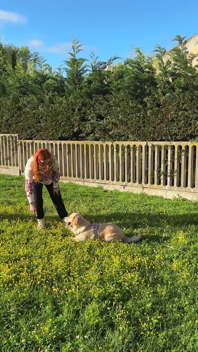 Create ugc videos featuring my trained golden retriever demonstrating ...