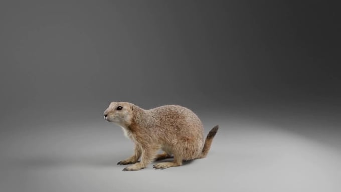 Model rig animate 3d vfx cgi animal render, 3d cgi animal animation, 3d ...