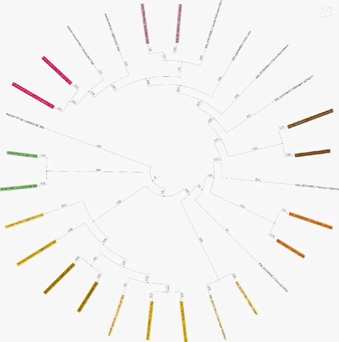 Create the phylogenetic tree and biological data analysis by Arif_din ...