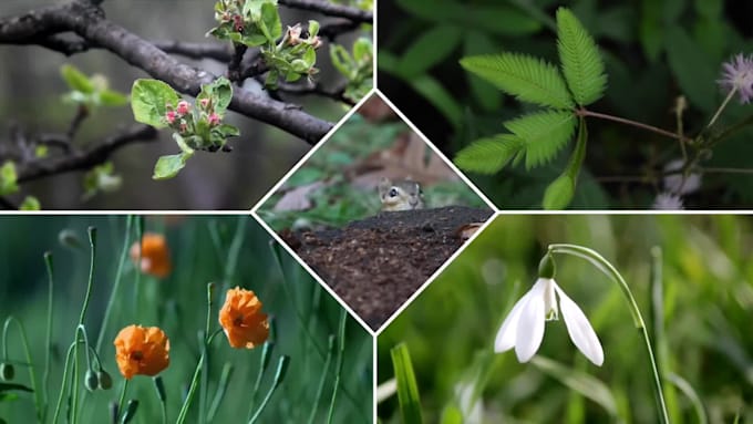 Edit best video collage and split screen by Abdi1000 | Fiverr