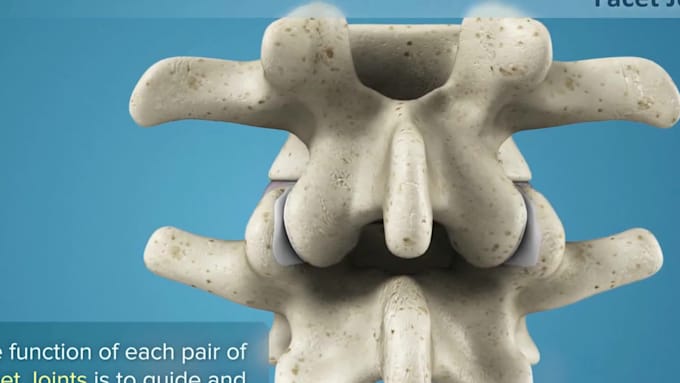 Do 3d medical animation 3d spine animation scientific anatomy animation ...