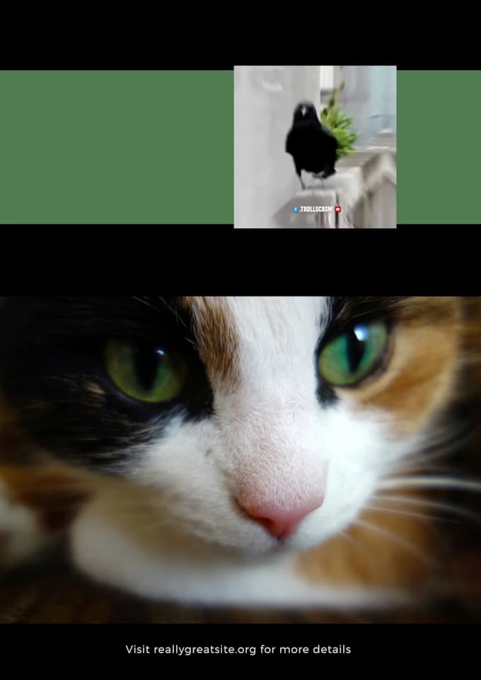 Creat funny pet images videos for instagram stories by Karishma124 | Fiverr