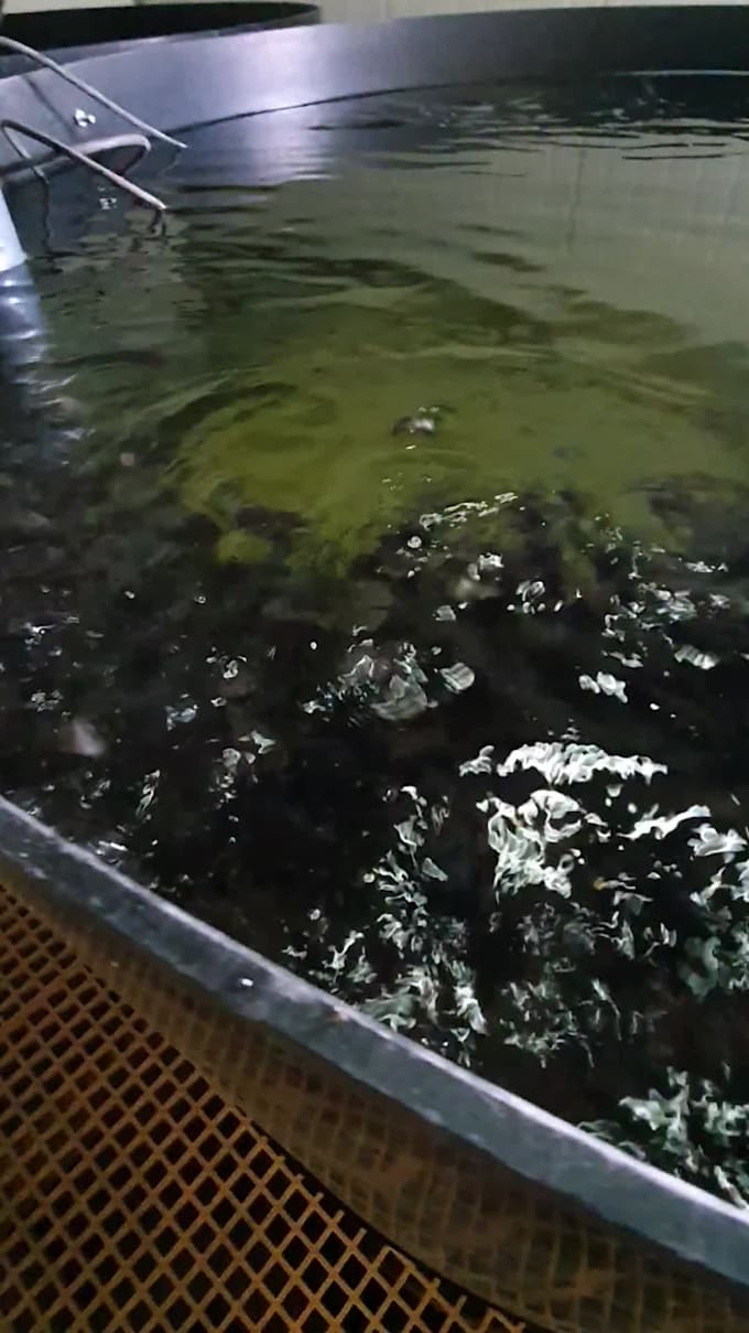 Do ras aquaculture, fish hatchery and fish disease management by ...