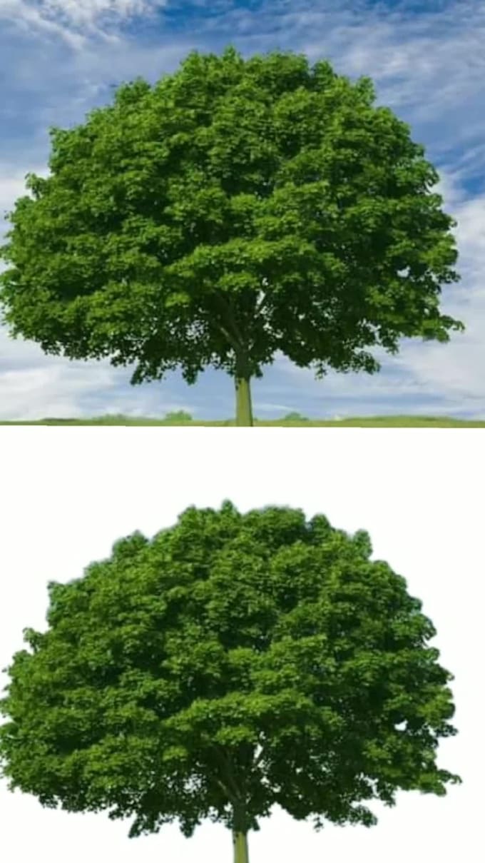 Make you photo no background by Jimevangelista6 | Fiverr