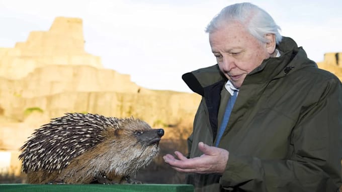 Do voice over in soothing and kind tone like sir david attenborough by ...