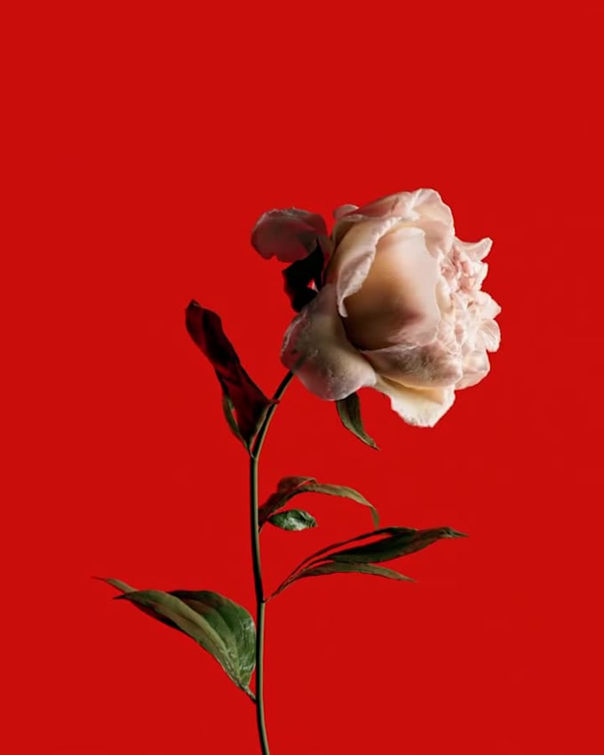 Render realistic 3d plant model, cgi plant, cgi plant animation, vfx ...