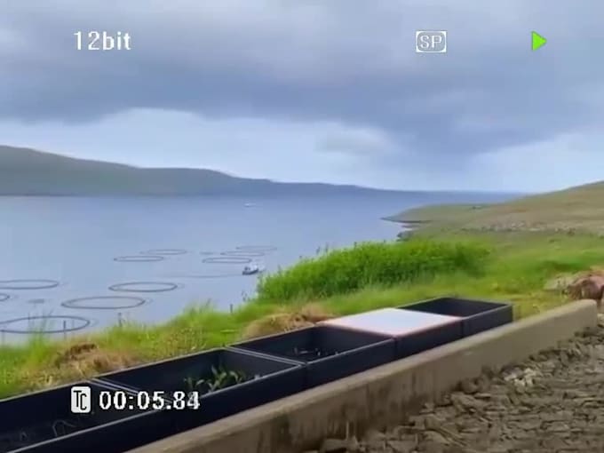 Convert your videos for a real vhs look by Thatvintagelook | Fiverr