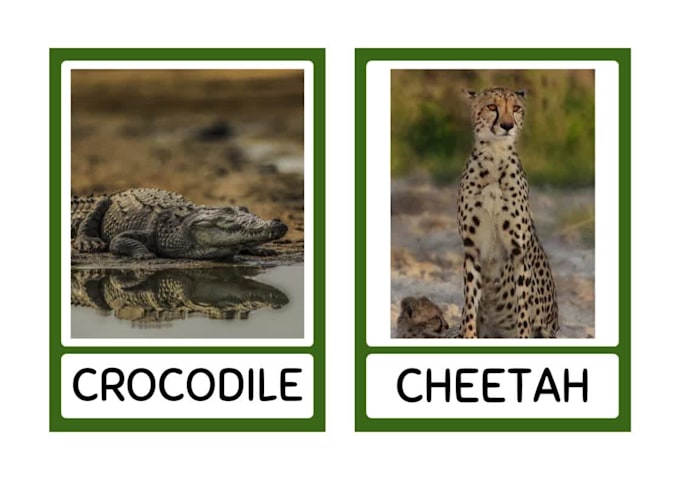 Create flashcards of carnivorous animals by Shivani1024 | Fiverr