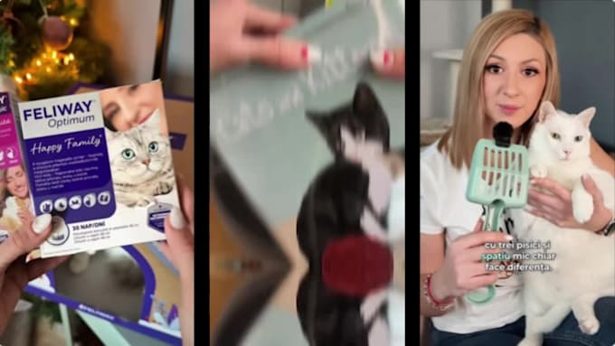 Create authentic cat ugc video ads for pet brands by Irinacatmom | Fiverr