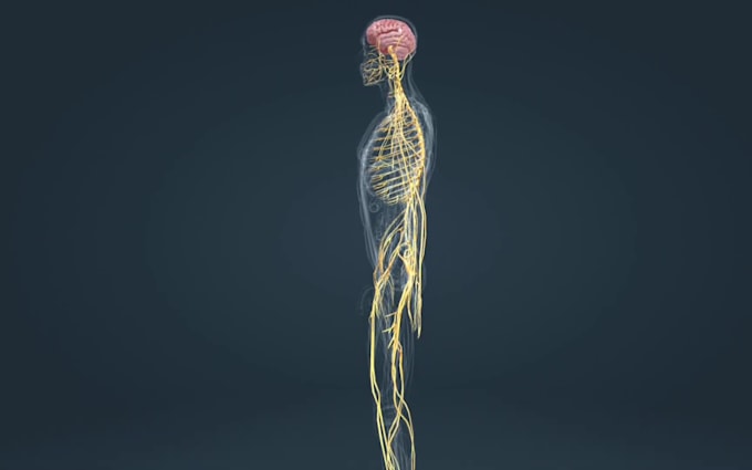 Create realistic 3d medical, anatomy, surgical animation video by Boris ...