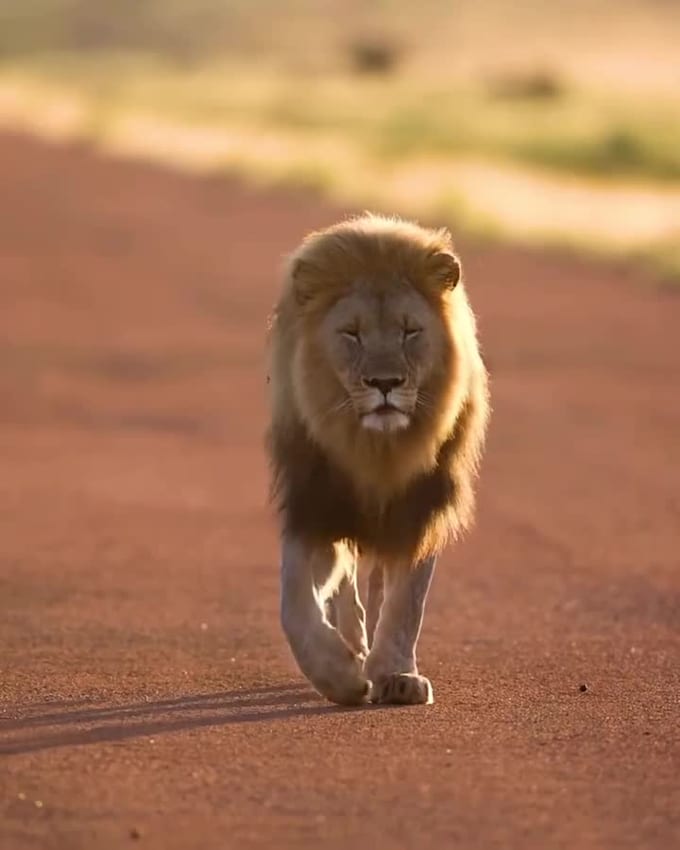 Render a realistic 3d animal model, 3d animal design, 3d animal ...