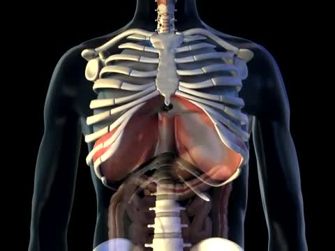 2d 3d medical animation anatomy scientific biomedical animation by ...