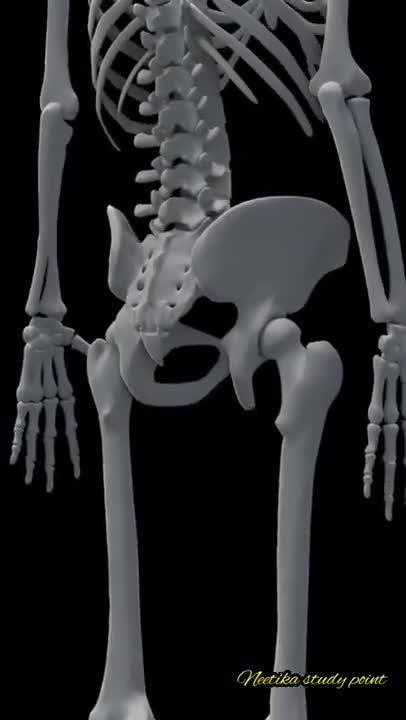Do 3d character modeling,3d skeletal ,3d medical animation and 3d cgi ...