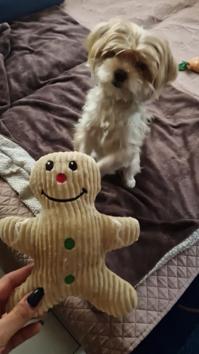 Create high quality female ugc with dogs by Nefeliatmn | Fiverr