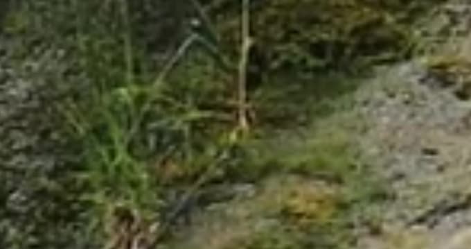 Turn you video or photo into a shity meme by Babyboy_burger | Fiverr